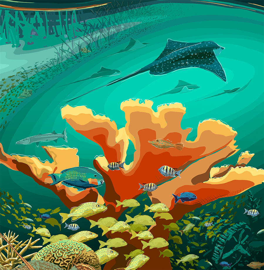 Florida Keys National Marine Sanctuary - FORCE BLUE, Inc